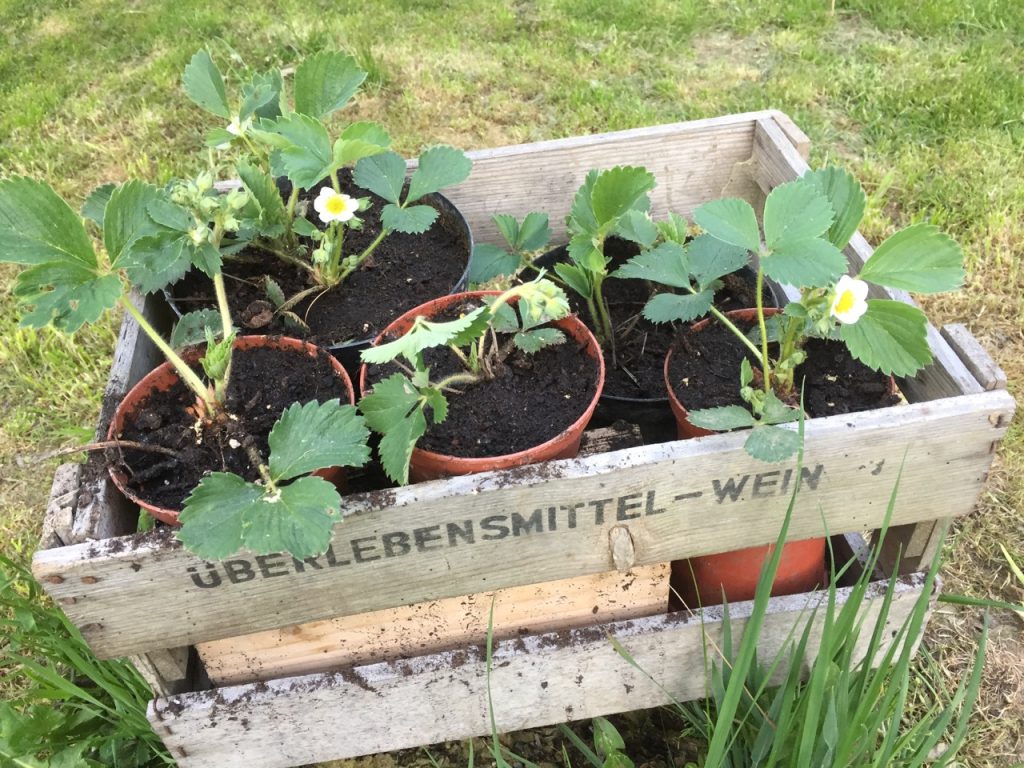 LeseStoff: Natürlich gärtnern mit Terra Preta von Caroline Pfützner ...